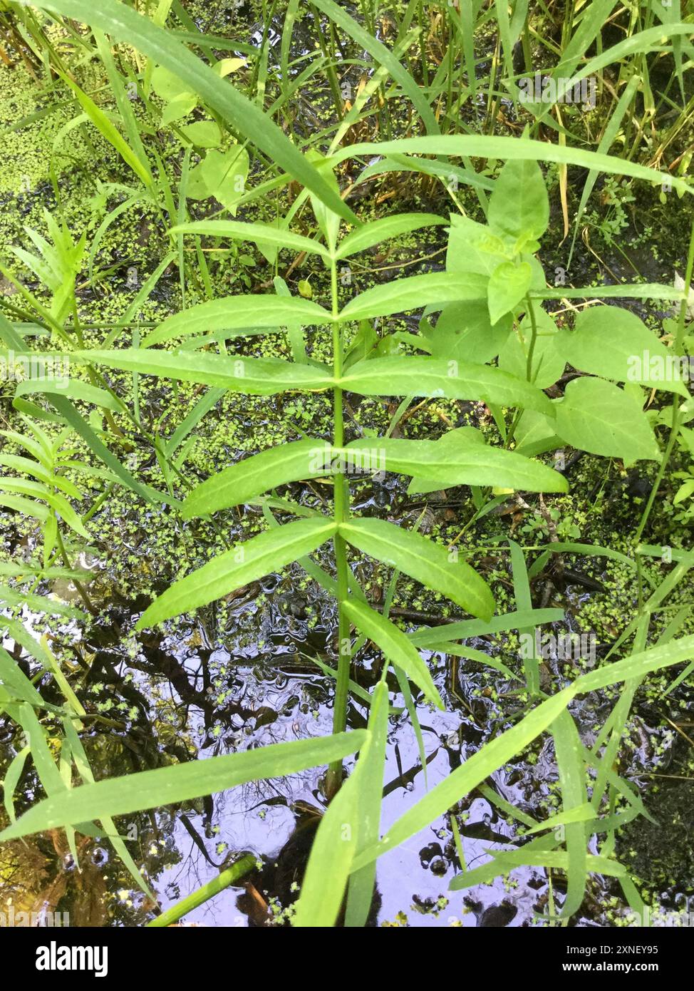 water parsnip (Sium suave) Plantae Stock Photo - Alamy