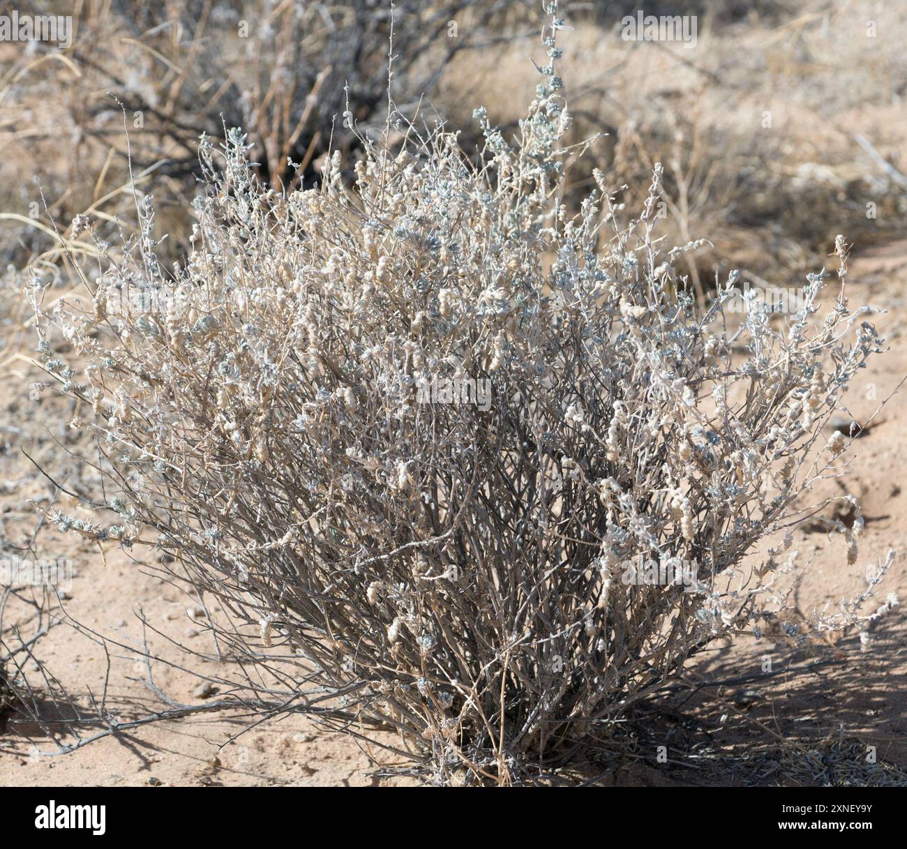Winterfat (Krascheninnikovia lanata) Plantae Stock Photo - Alamy