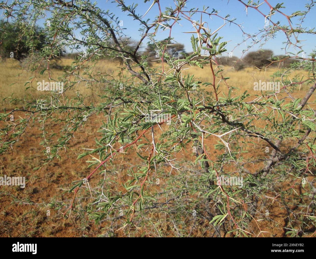 Camel Thorn (Vachellia erioloba) Plantae Stock Photo - Alamy