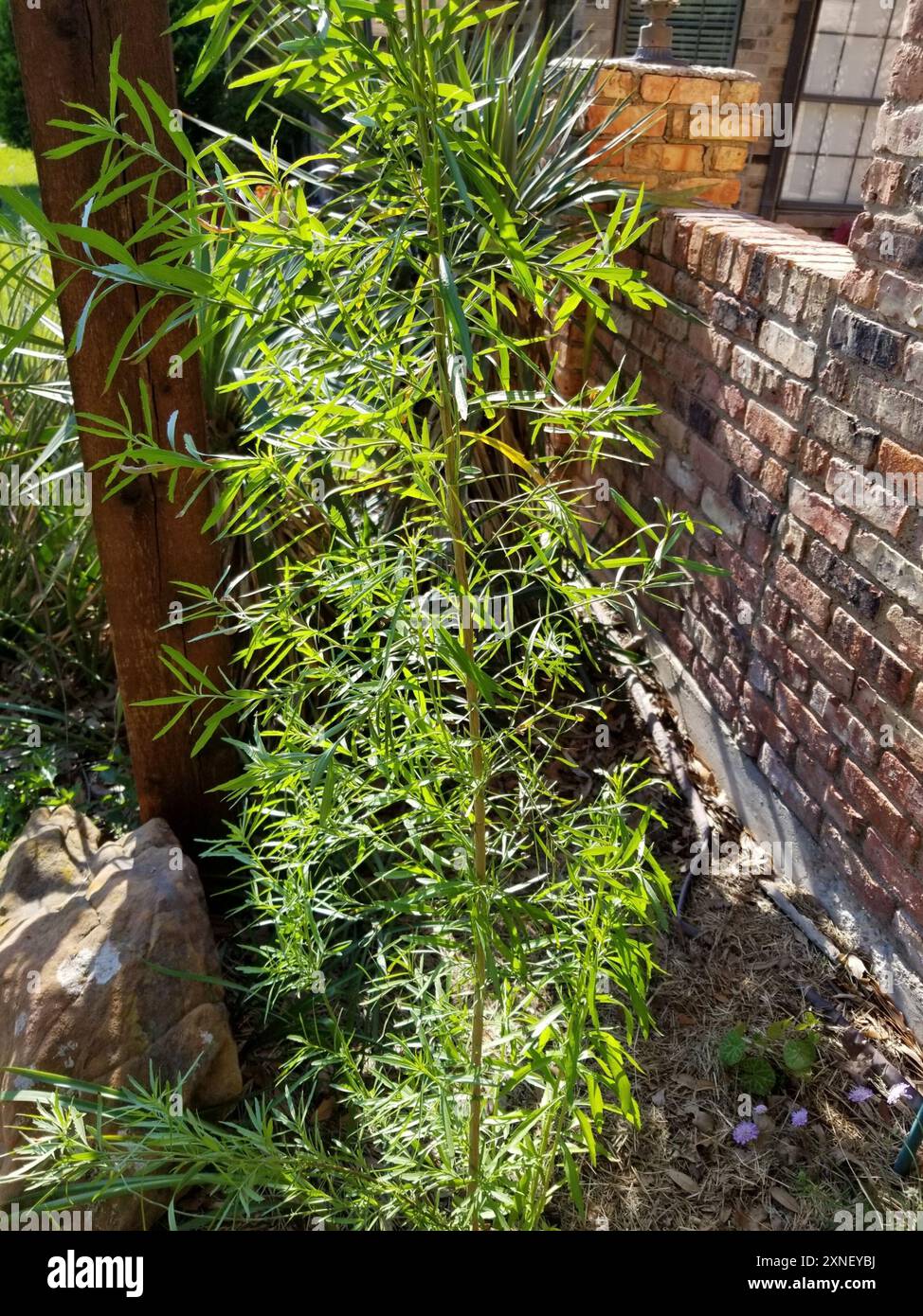 Poverty Weed (Baccharis neglecta) Plantae Stock Photo - Alamy