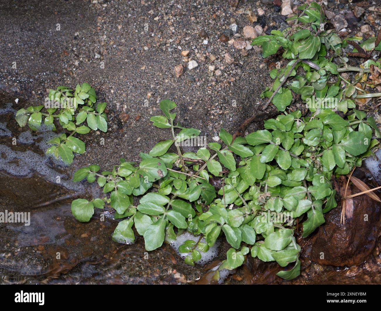watercress (Nasturtium officinale) Plantae Stock Photo - Alamy