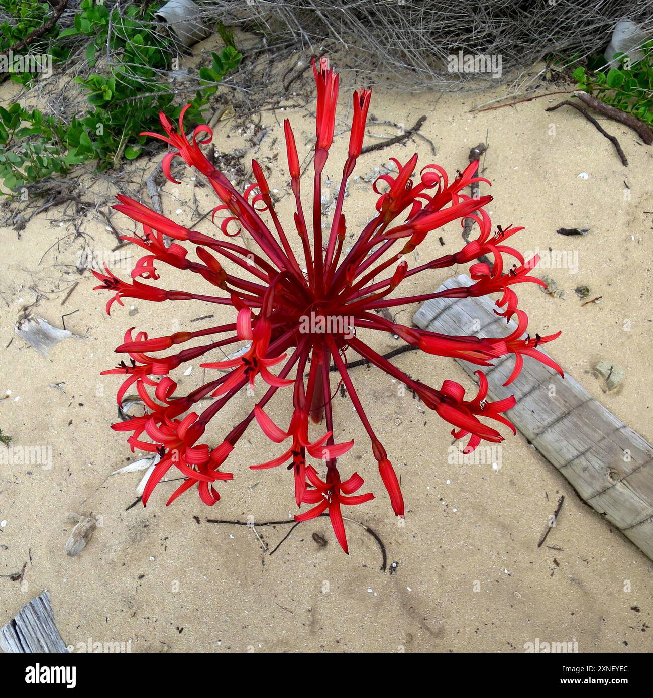 candelabra lily (Brunsvigia orientalis) Plantae Stock Photo - Alamy