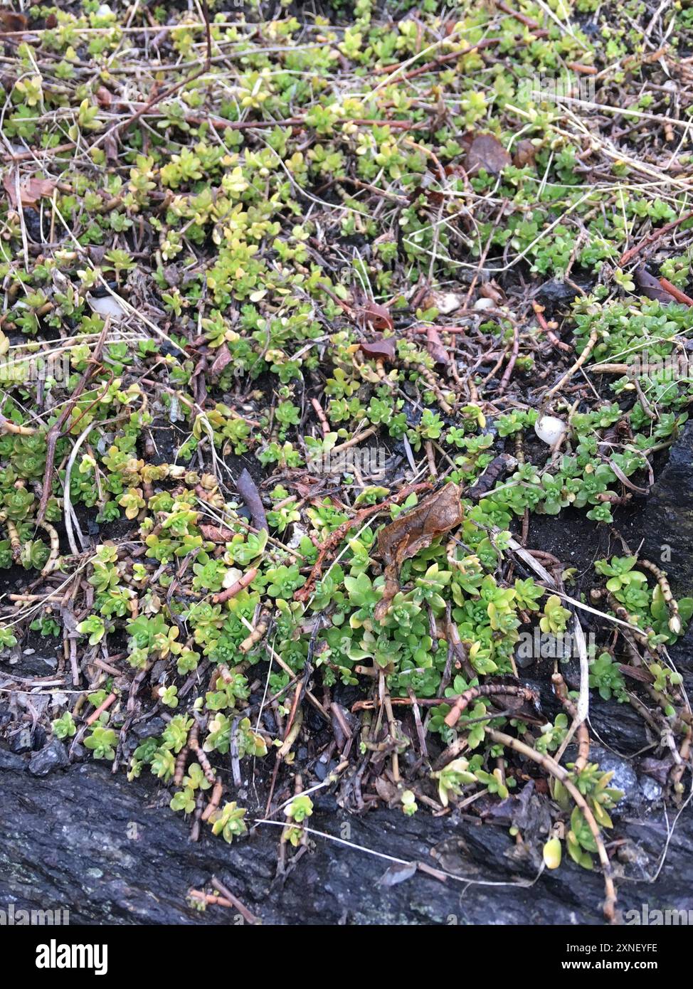 Stringy Stonecrop (Sedum sarmentosum) Plantae Stock Photo - Alamy
