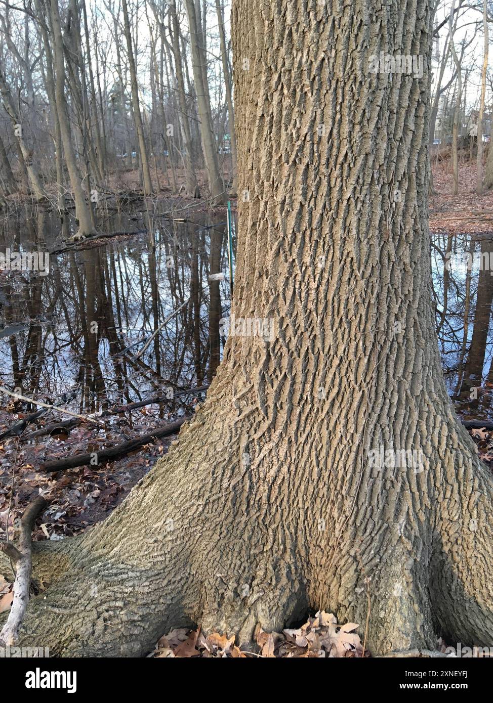 pumpkin ash (Fraxinus profunda) Plantae Stock Photo - Alamy