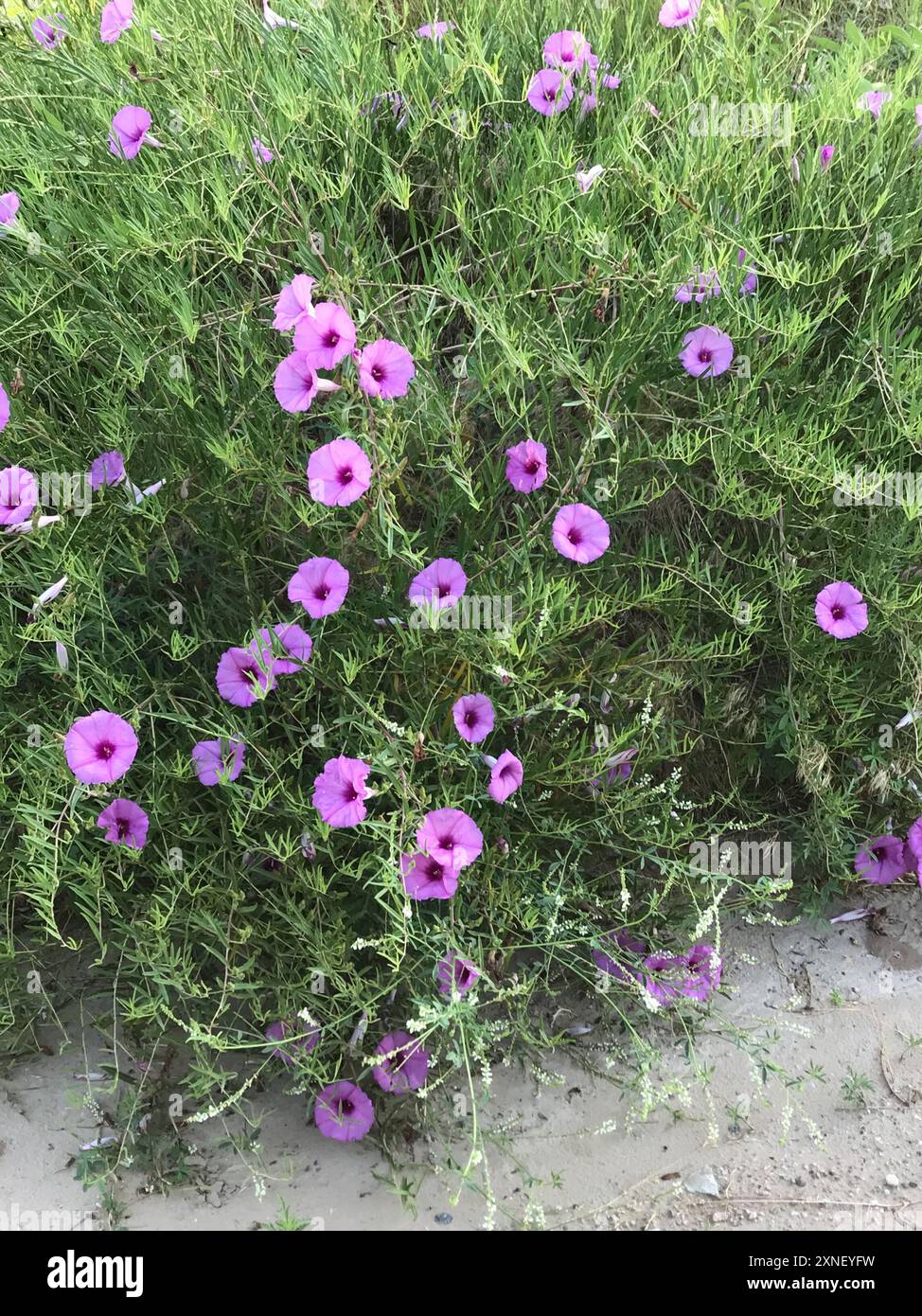 Bush Morning-glory (Ipomoea leptophylla) Plantae Stock Photo - Alamy