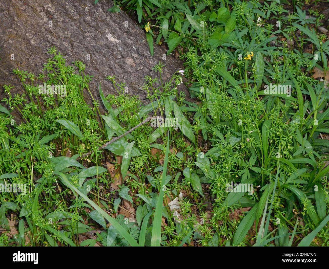 False mermaid hi-res stock photography and images - Alamy