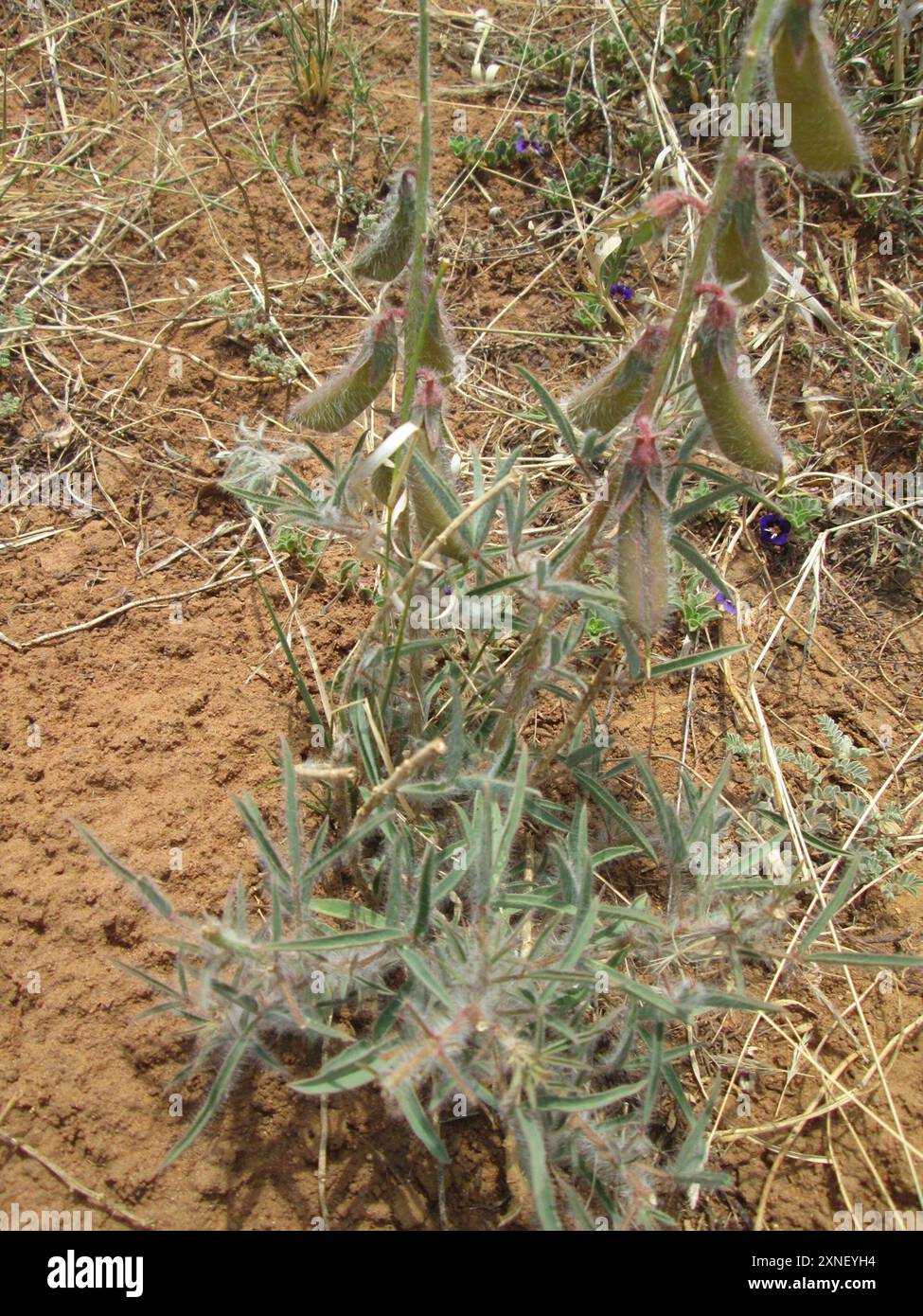Rattlepods (Crotalaria) Plantae Stock Photo - Alamy