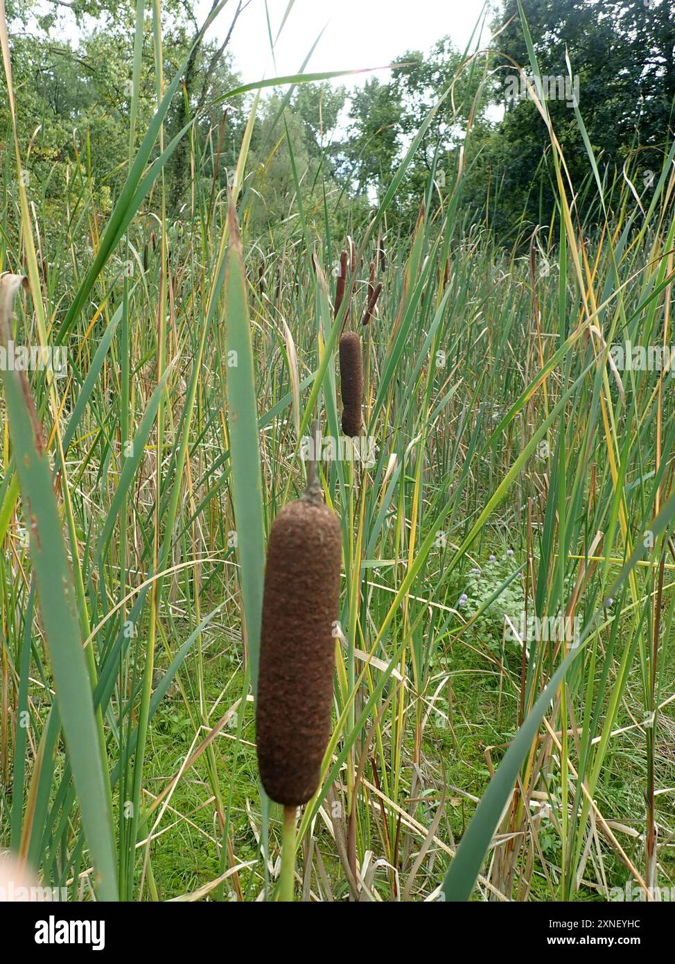 broadleaf cattail (Typha latifolia) Plantae Stock Photo - Alamy
