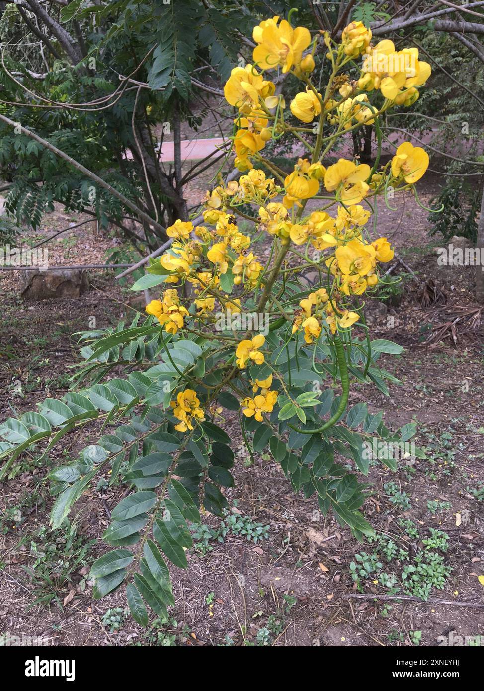 whitebark senna (Senna spectabilis) Plantae Stock Photo - Alamy