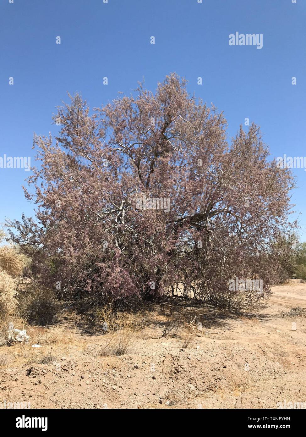 desert ironwood (Olneya tesota) Plantae Stock Photo - Alamy