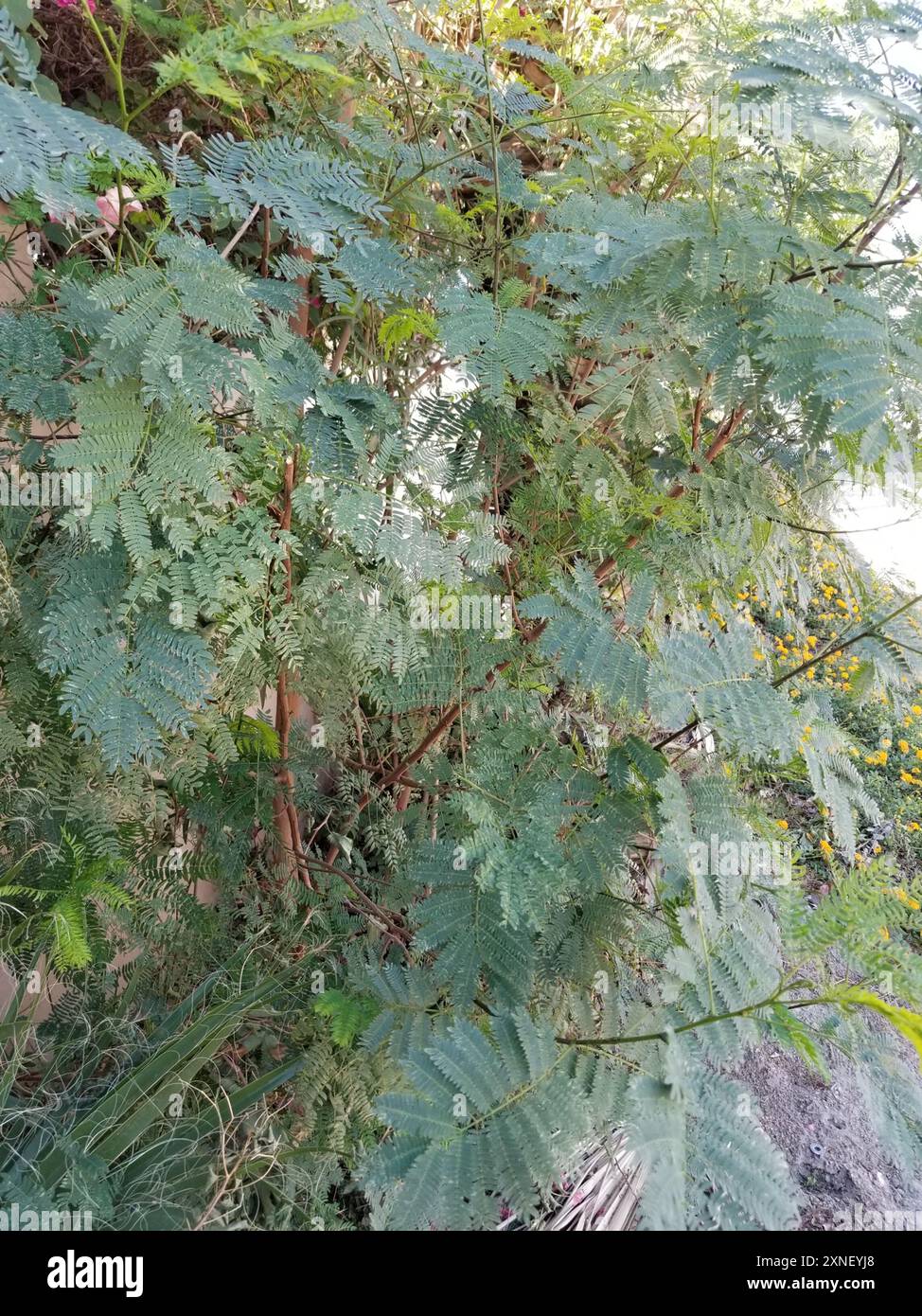 White leadtree (Leucaena leucocephala) Plantae Stock Photo - Alamy