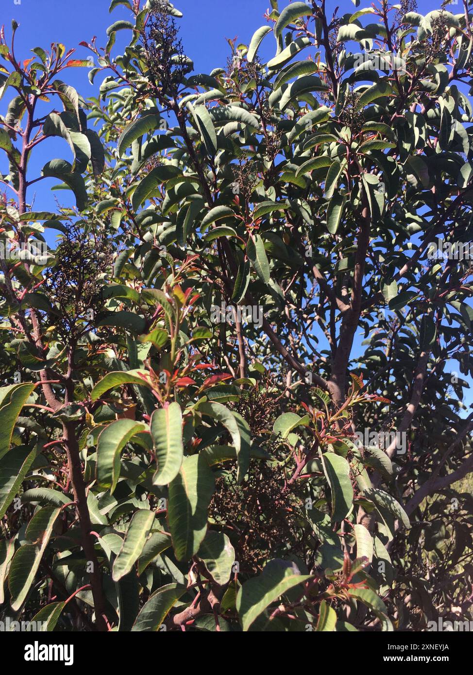 laurel sumac (Malosma laurina) Plantae Stock Photo - Alamy