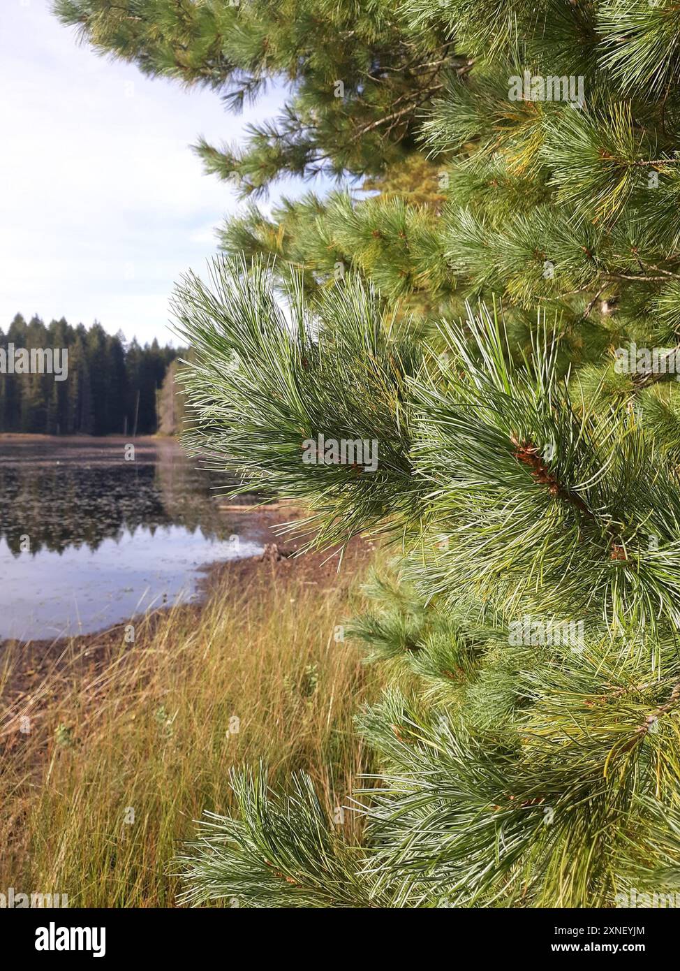 western white pine (Pinus monticola) Plantae Stock Photo - Alamy