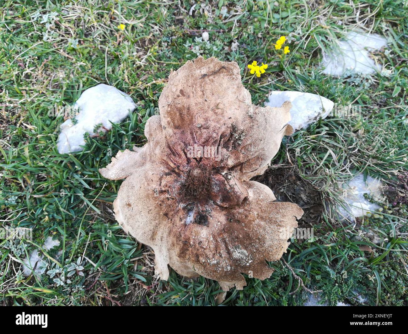 puffballs (Lycoperdaceae) Fungi Stock Photo - Alamy