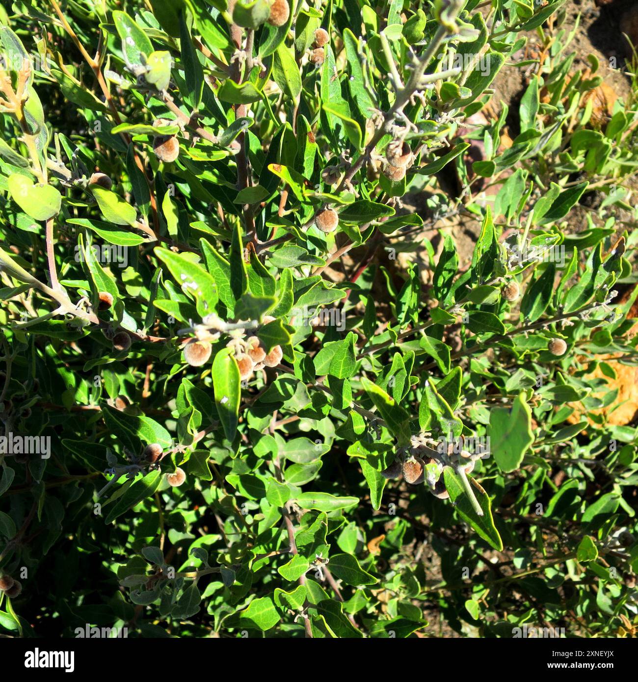 Baboon Guarri (Euclea polyandra) Plantae Stock Photo - Alamy