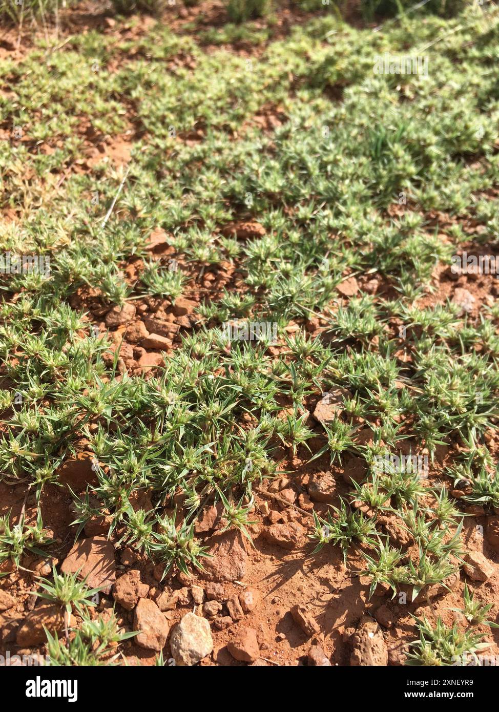 False Buffalograss (Munroa squarrosa) Plantae Stock Photo - Alamy