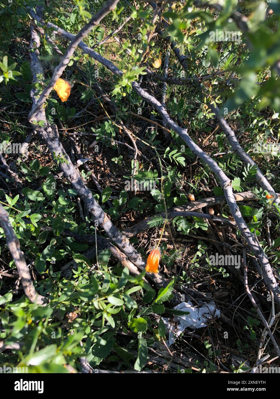 Arizona poppy (Kallstroemia grandiflora) Plantae Stock Photo - Alamy