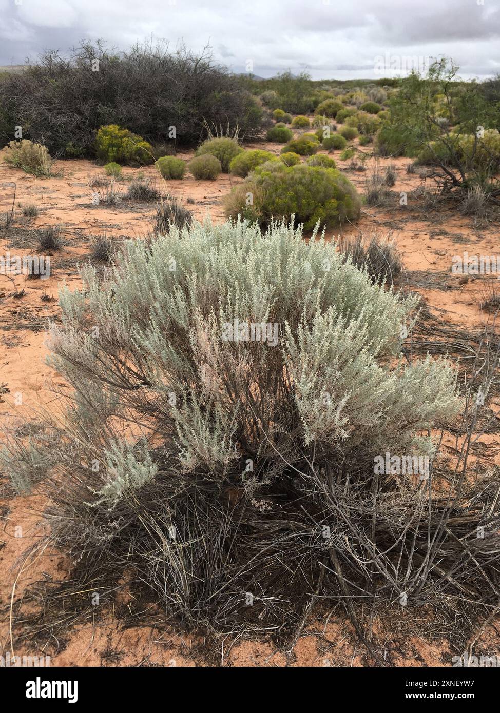 Artemisia filifolia hi-res stock photography and images - Alamy