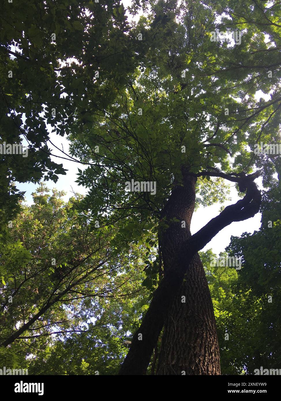 pumpkin ash (Fraxinus profunda) Plantae Stock Photo - Alamy
