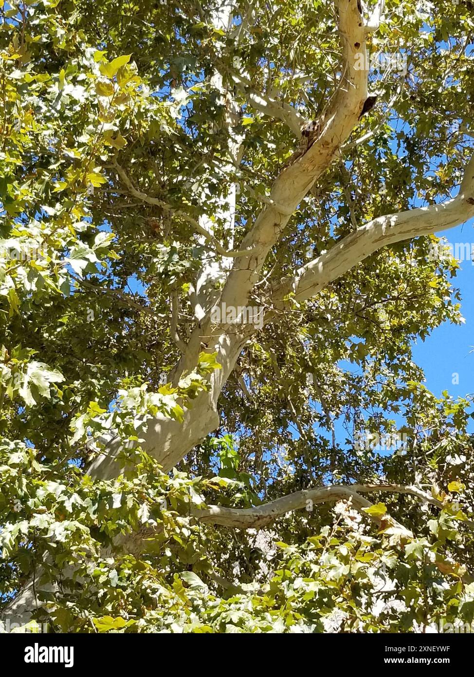 western sycamore (Platanus racemosa) Plantae Stock Photo - Alamy