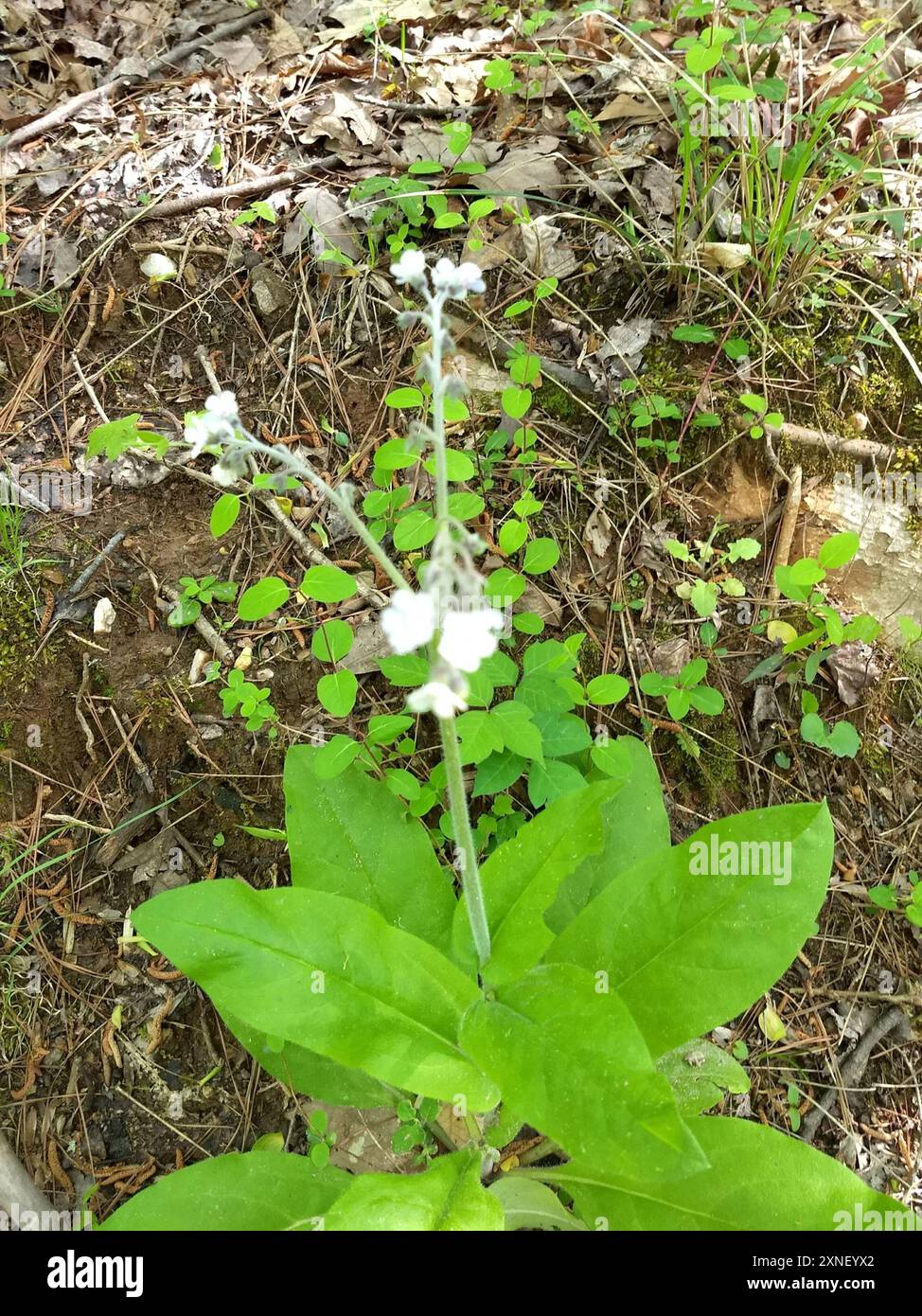 wild comfrey (Andersonglossum virginianum) Plantae Stock Photo - Alamy