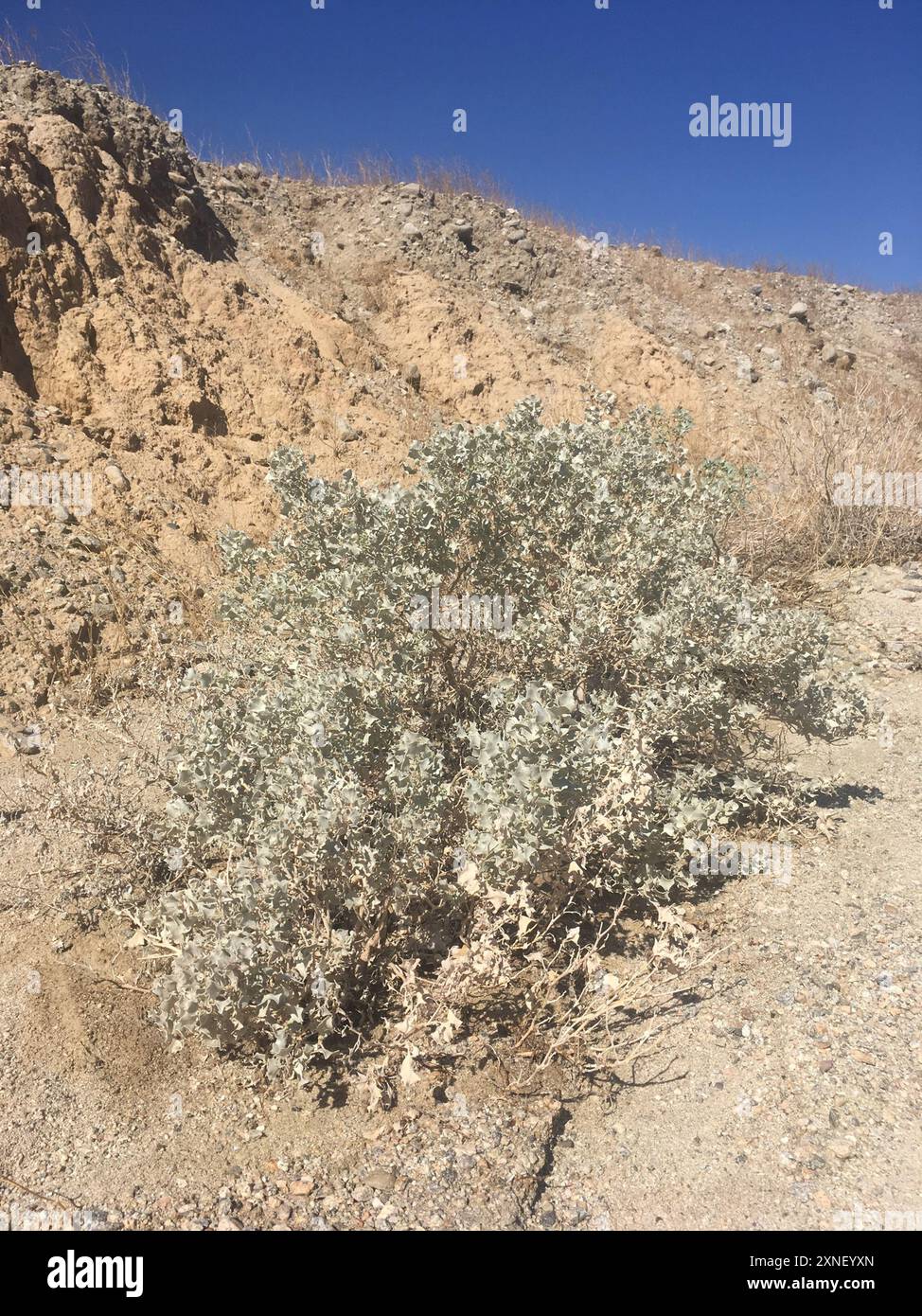 Desert Holly (Atriplex hymenelytra) Plantae Stock Photo - Alamy