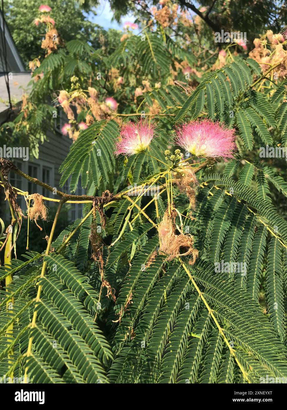 Persian silk tree (Albizia julibrissin) Plantae Stock Photo - Alamy