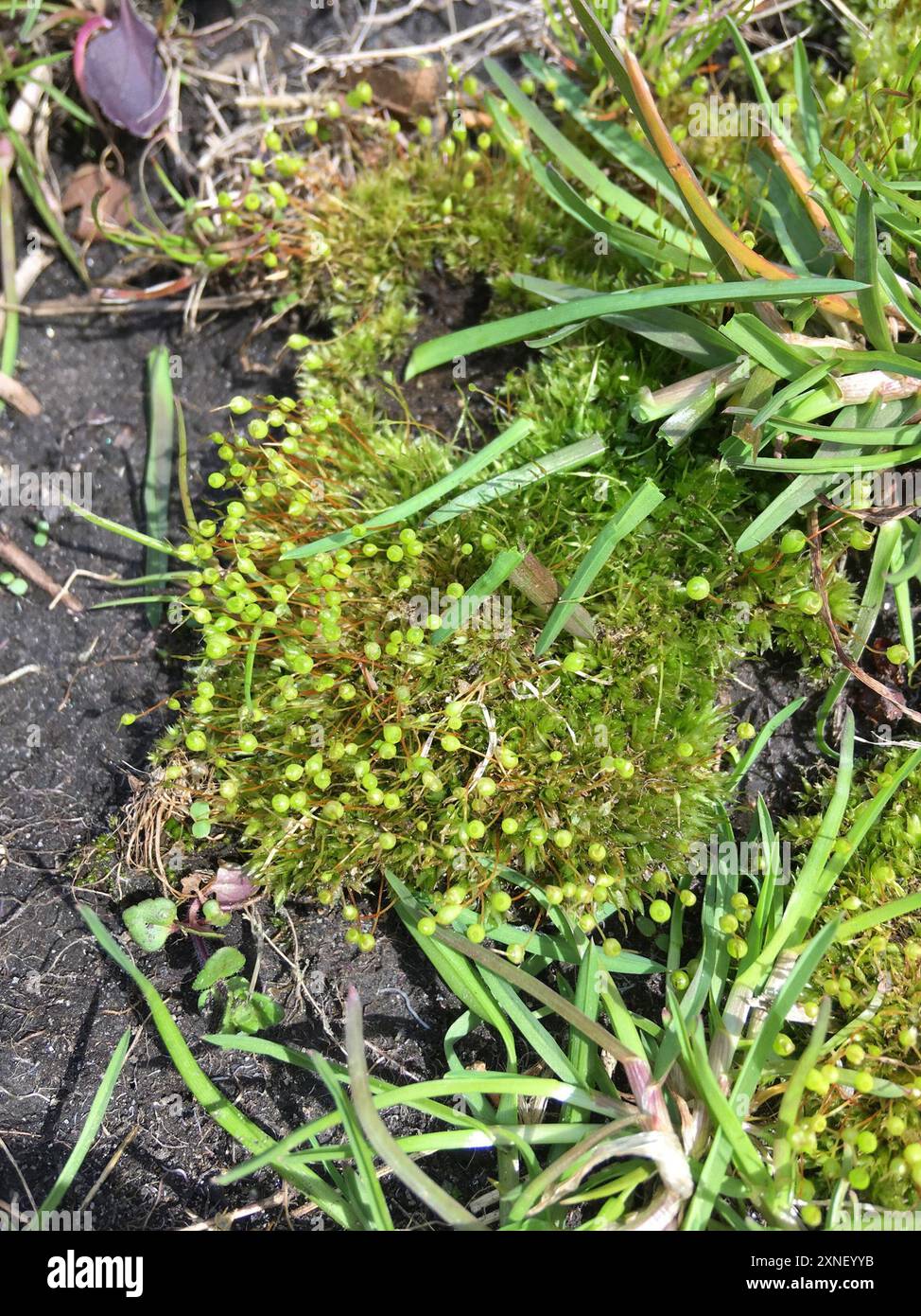 common bladder moss (Physcomitrium pyriforme) Plantae Stock Photo - Alamy