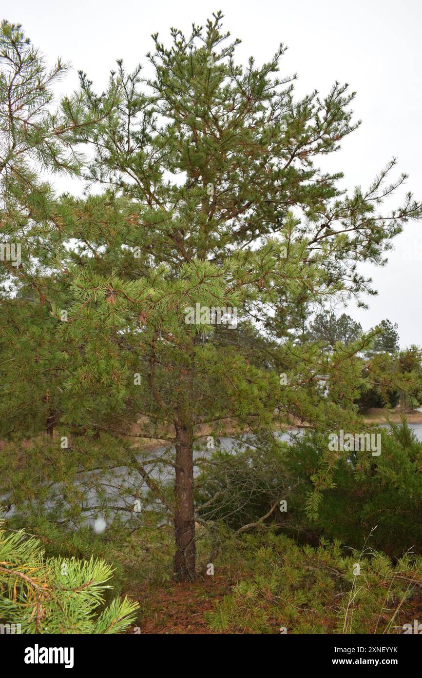 Virginia pine (Pinus virginiana) Plantae Stock Photo - Alamy