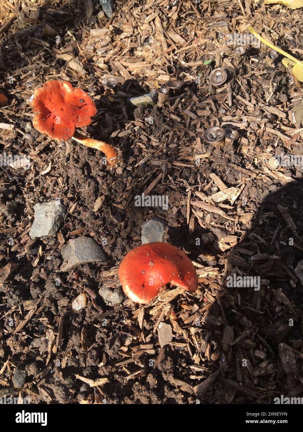 Chip Cherries (Leratiomyces ceres) Fungi Stock Photo - Alamy