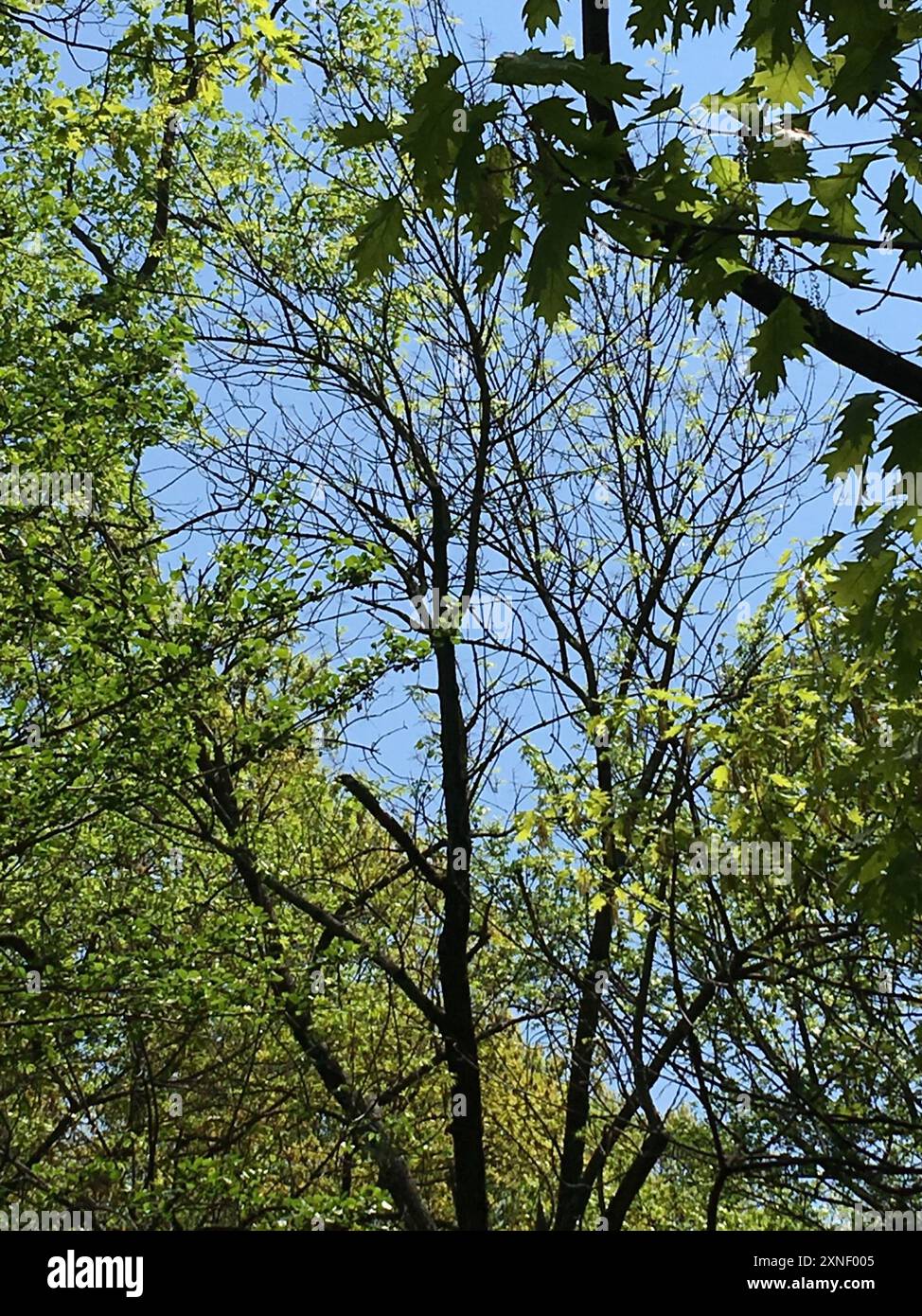pumpkin ash (Fraxinus profunda) Plantae Stock Photo - Alamy
