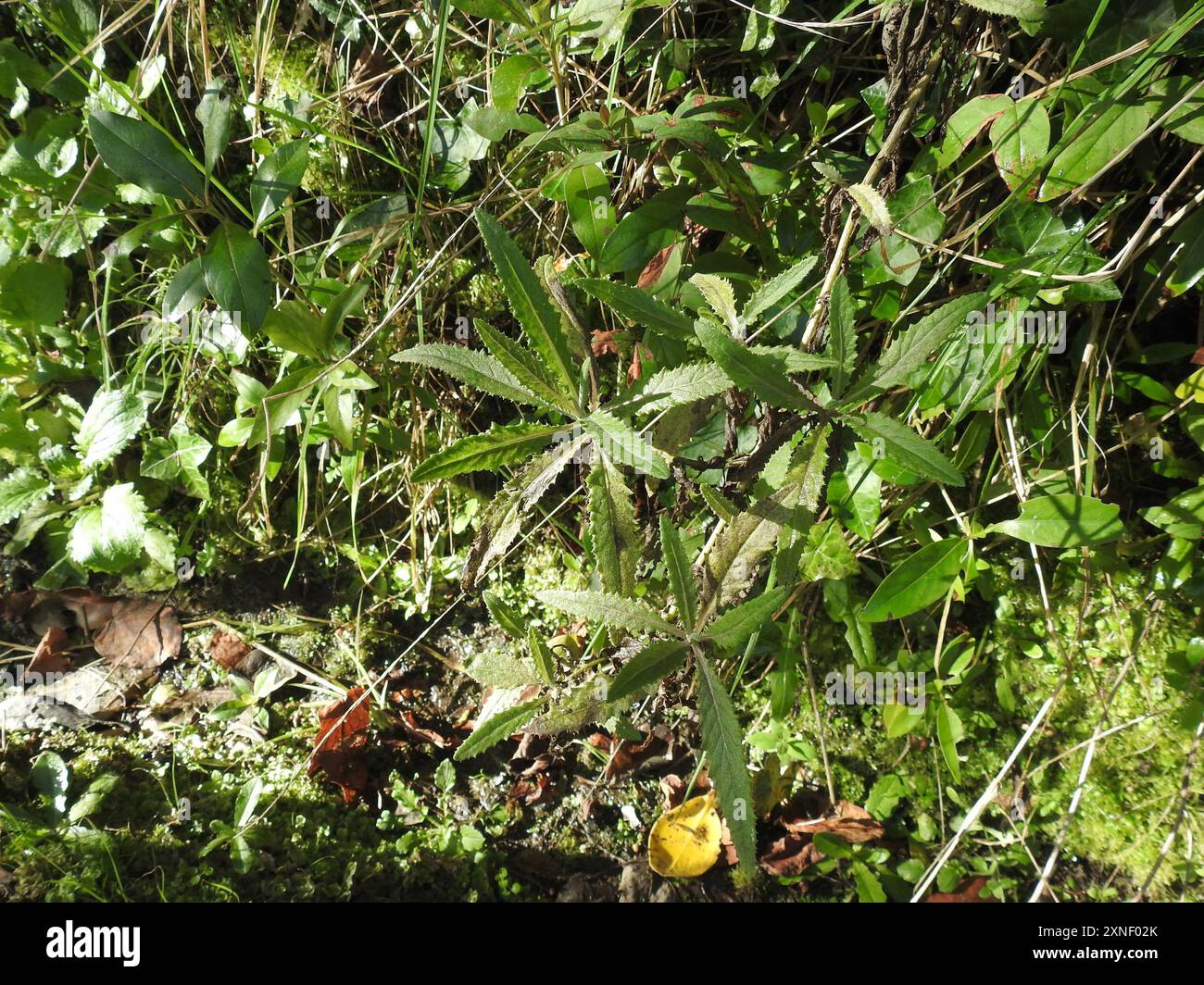 coastal burnweed (Senecio minimus) Plantae Stock Photo - Alamy