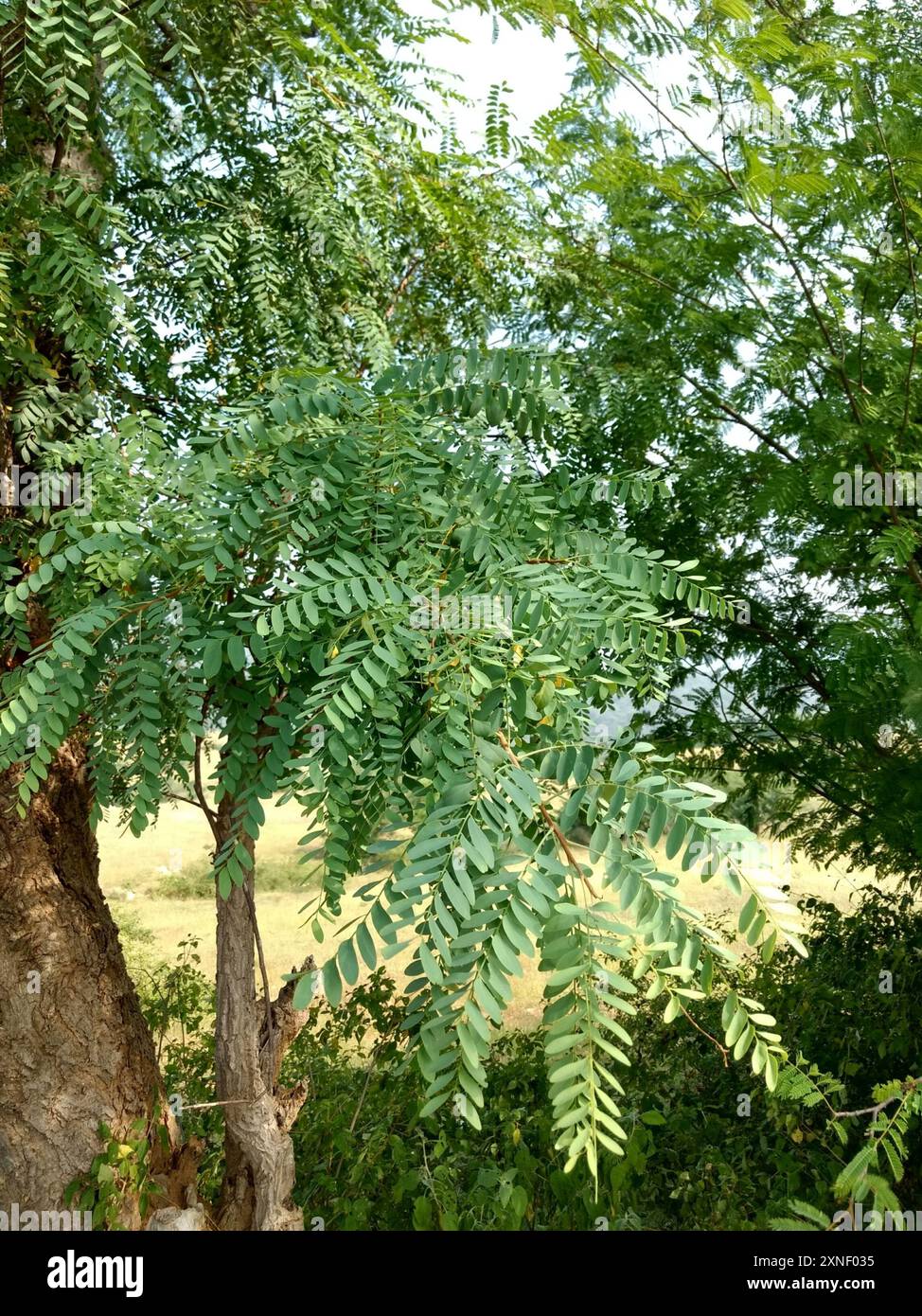 Ceylon satinwood chloroxylon swietenia hi-res stock photography and ...