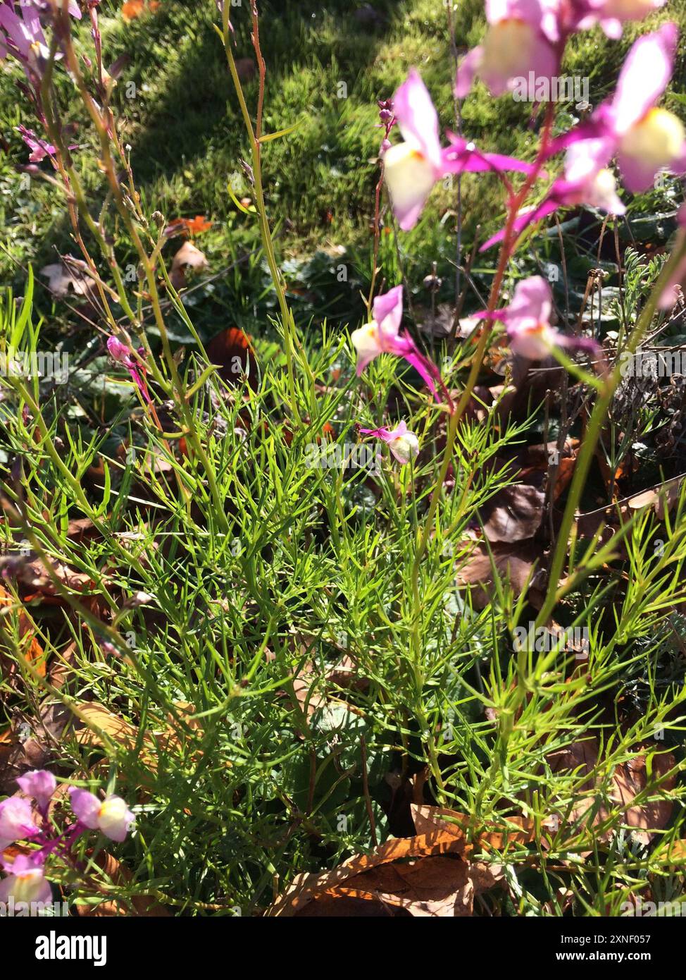 Annual Toadflax (Linaria maroccana) Plantae Stock Photo - Alamy