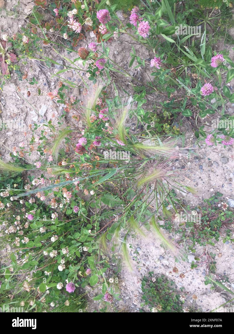 Foxtail Barley (Hordeum jubatum) Plantae Stock Photo - Alamy