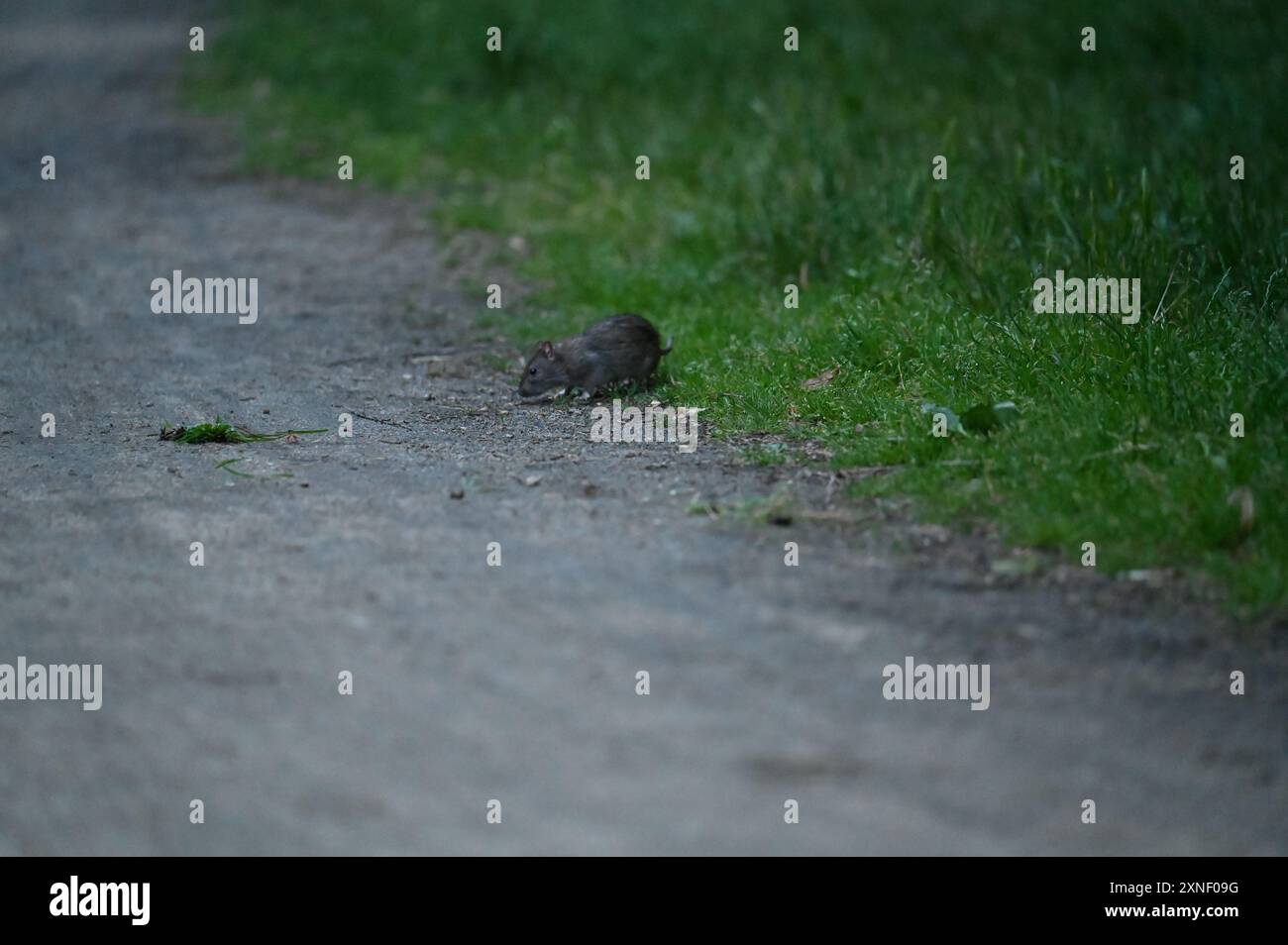 Berlin, Germany. 03rd July, 2024. A rat runs across a playground in ...