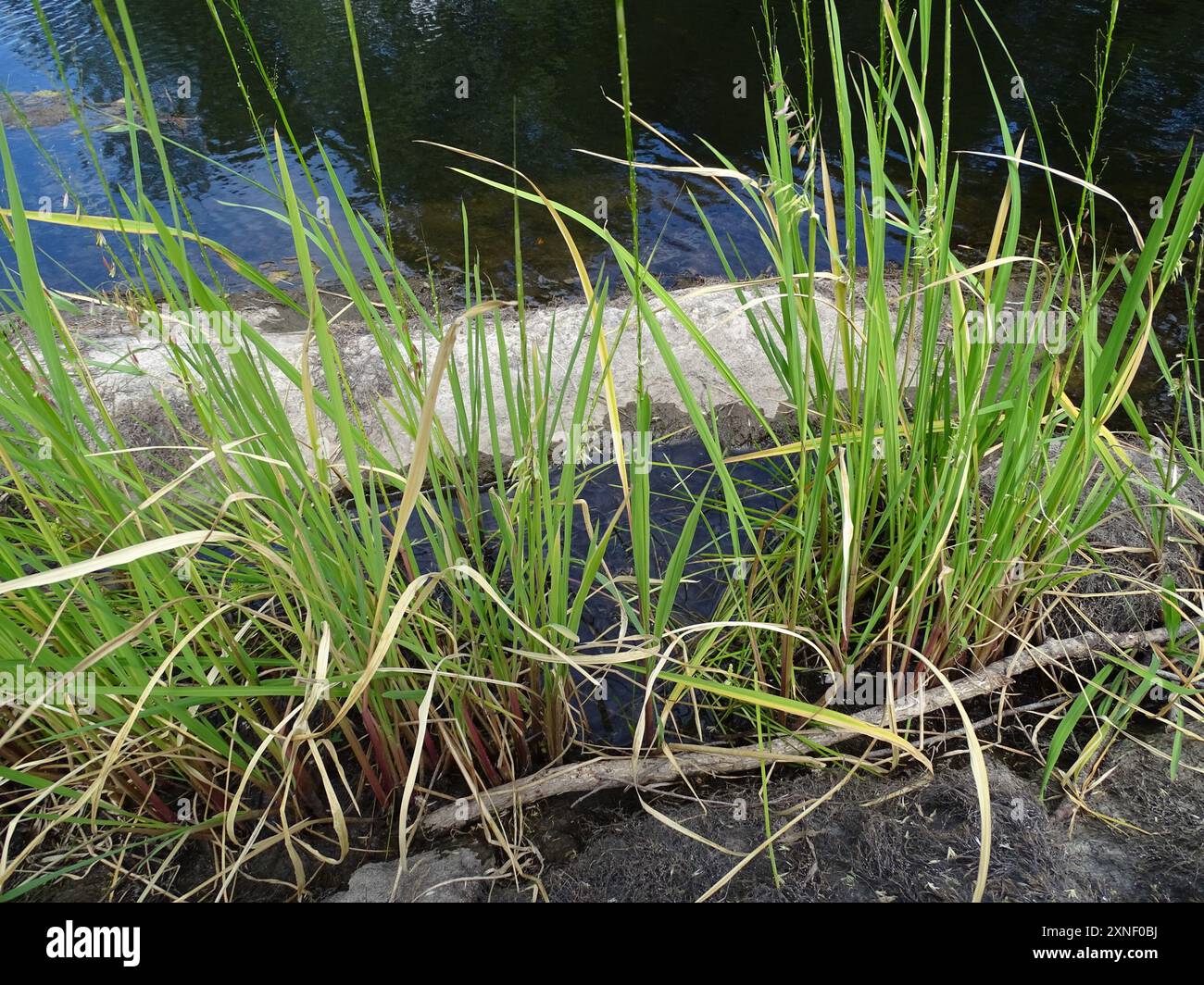 northern wild rice (Zizania palustris) Plantae Stock Photo - Alamy