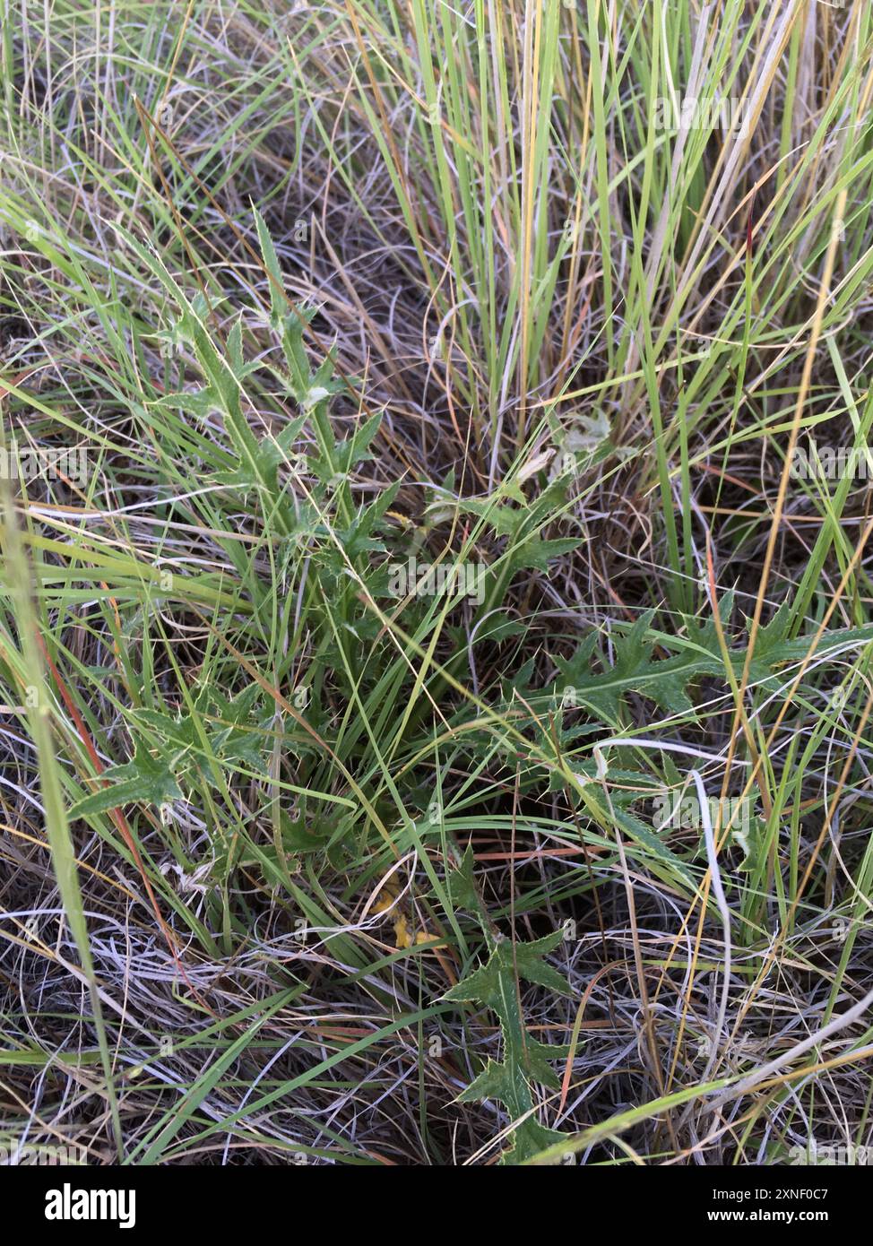 Wheeler's thistle (Cirsium wheeleri) Plantae Stock Photo - Alamy