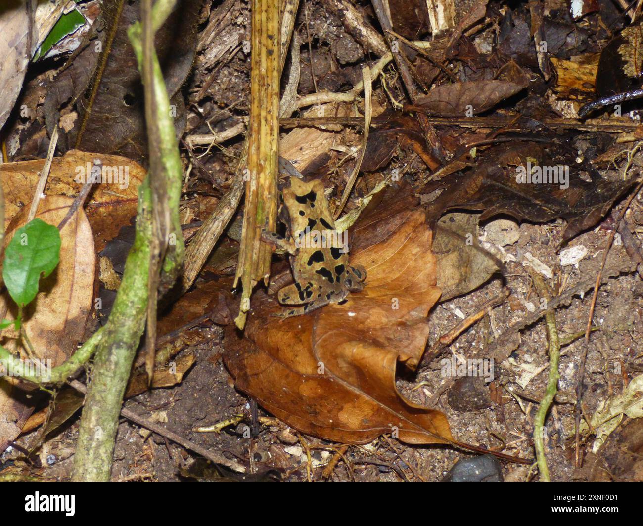 Beaked Toads (Rhinella) Amphibia Stock Photo - Alamy