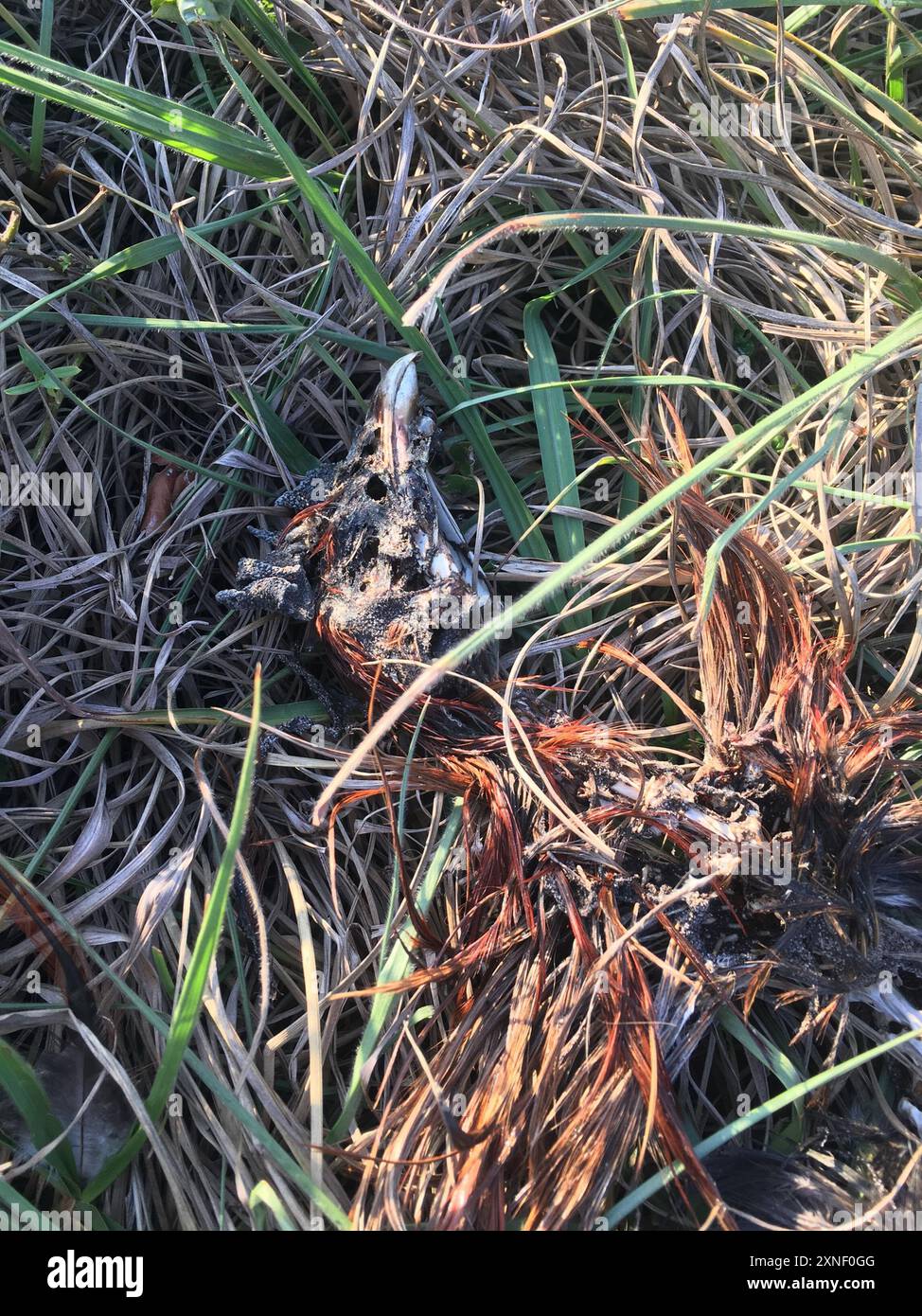 Domestic Chicken (Gallus gallus domesticus) Aves Stock Photo - Alamy
