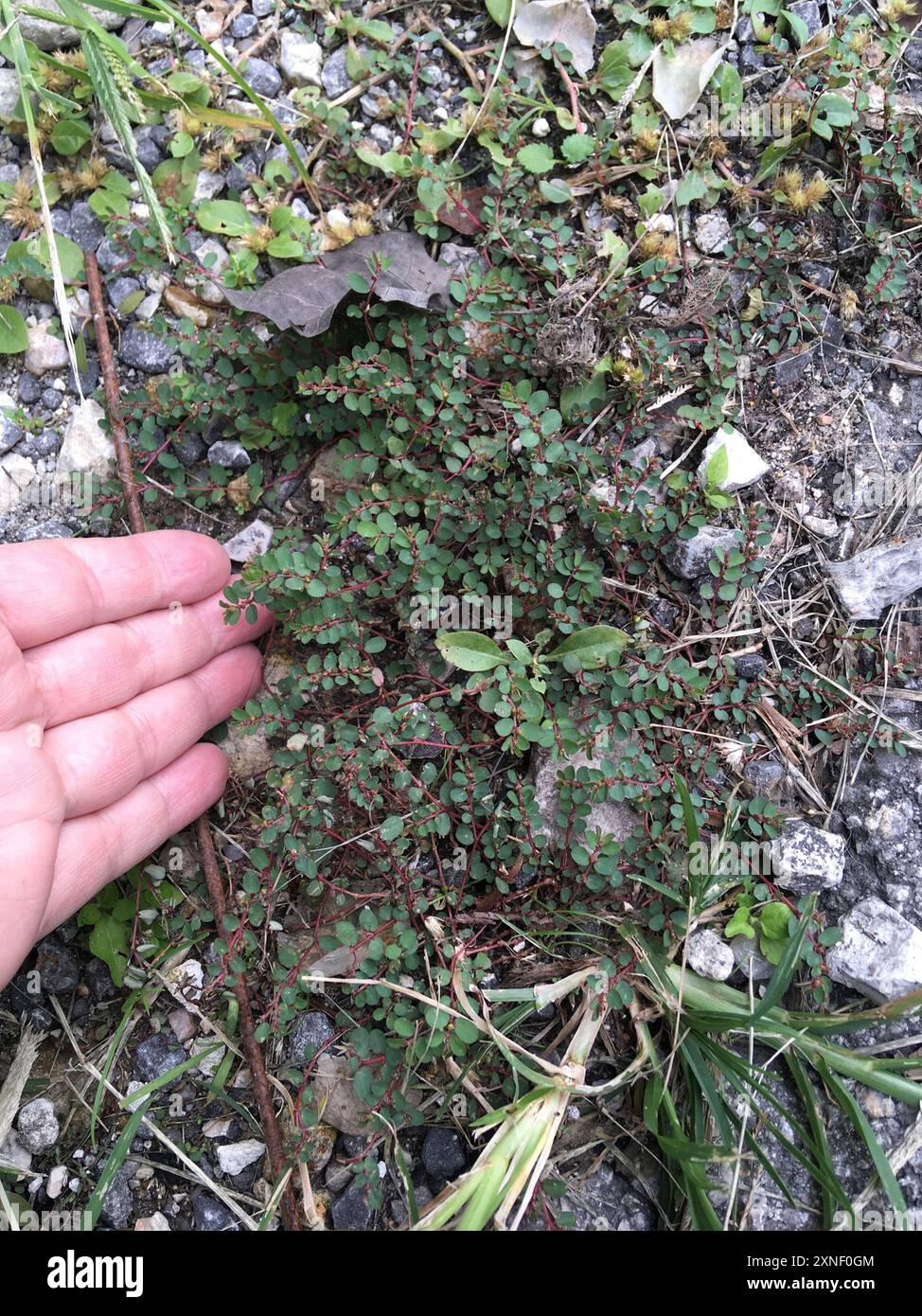 prostrate sandmat (Euphorbia prostrata) Plantae Stock Photo - Alamy