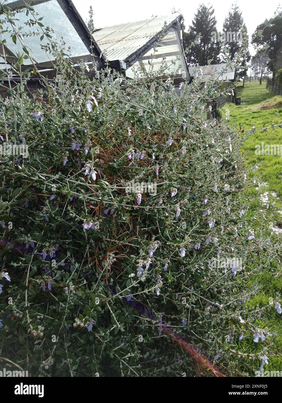 Tree Germander (Teucrium fruticans) Plantae Stock Photo - Alamy