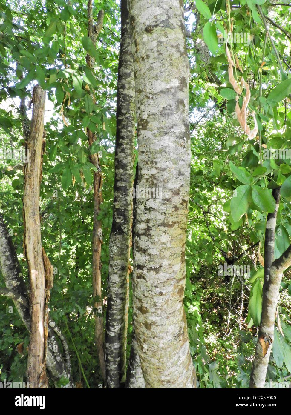 Common Laburnum (Laburnum anagyroides) Plantae Stock Photo - Alamy