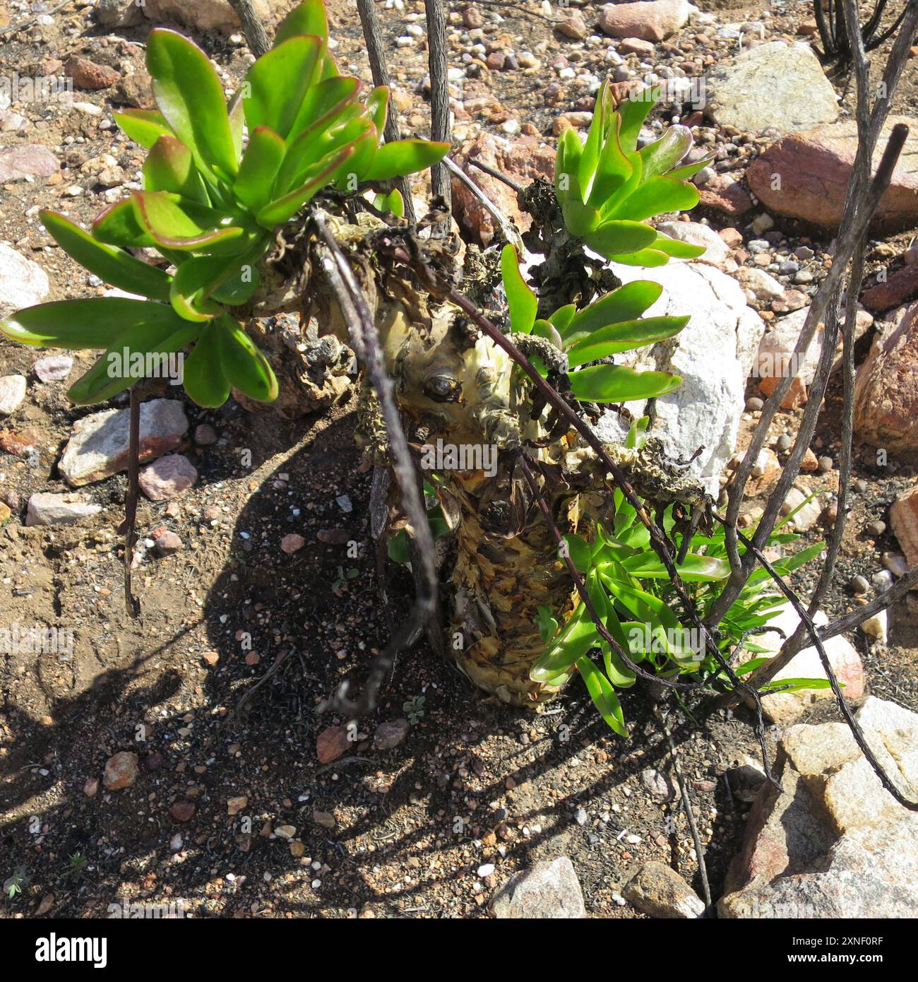 Botterboom (Tylecodon paniculatus) Plantae Stock Photo - Alamy