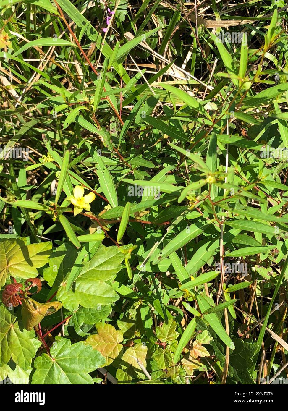 Seedbox (Ludwigia alternifolia) Plantae Stock Photo - Alamy