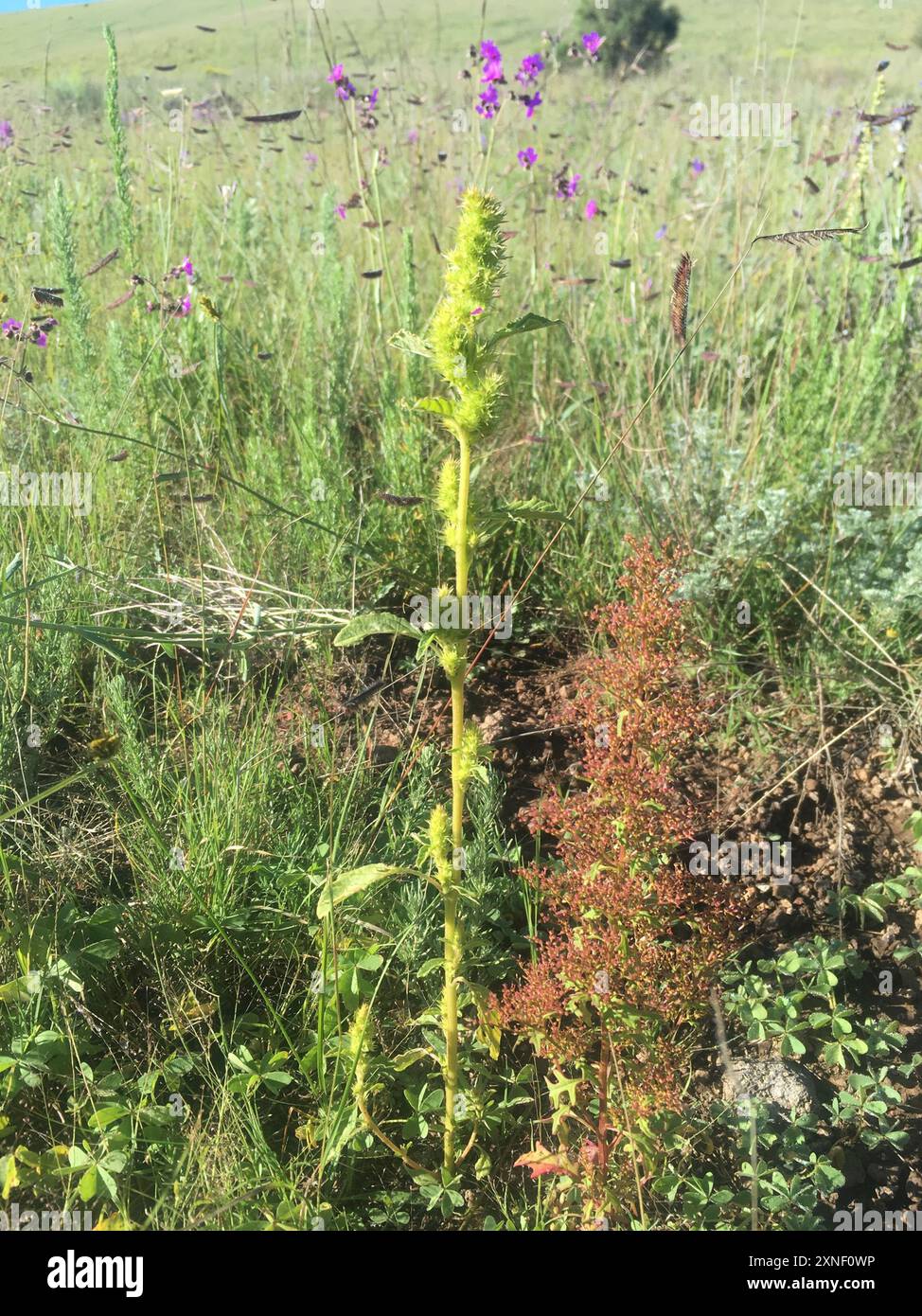 powell's amaranth (Amaranthus powellii) Plantae Stock Photo - Alamy
