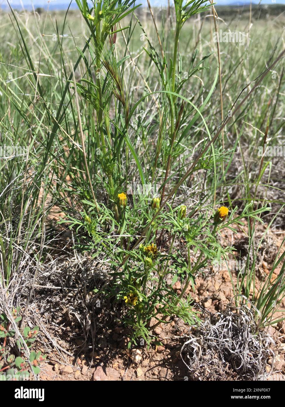 Fetid marigold (Dyssodia papposa) Plantae Stock Photo - Alamy
