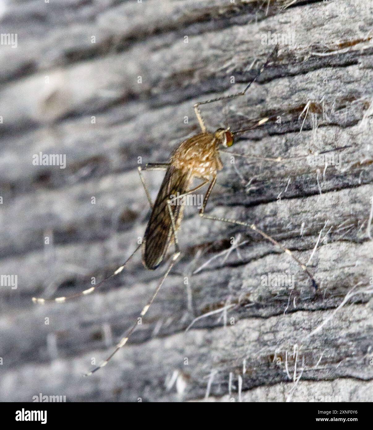 Culex tarsalis mosquito hi-res stock photography and images - Alamy