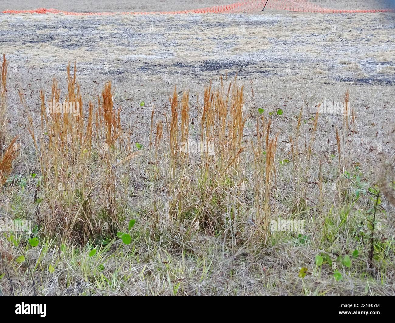 bluestems, lemon grasses, silvergrasses, and allies (Andropogoneae ...
