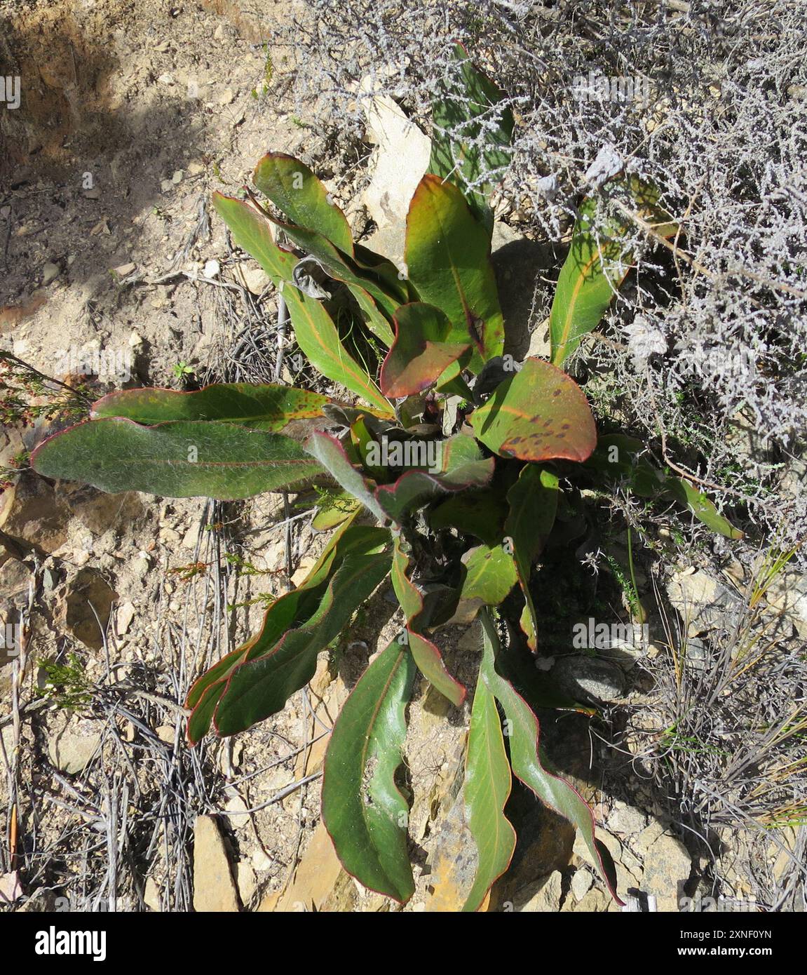 Common Snow Sugarbush (Protea scolopendriifolia) Plantae Stock Photo ...